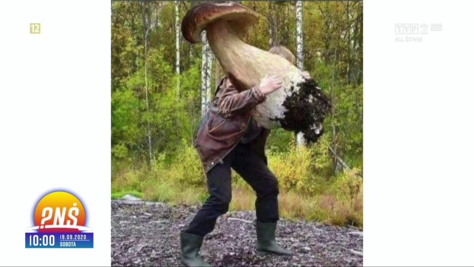 Memy i śmieszne filmiki o grzybiarzach podbijają internet