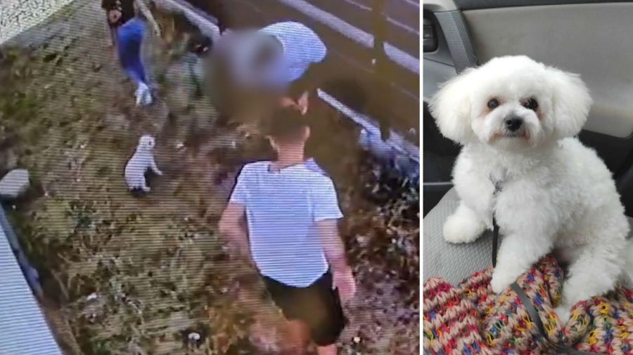 Szczęśliwy finał porwania Dziuni. Pudelka ze Świnoujścia odnaleziono aż ...