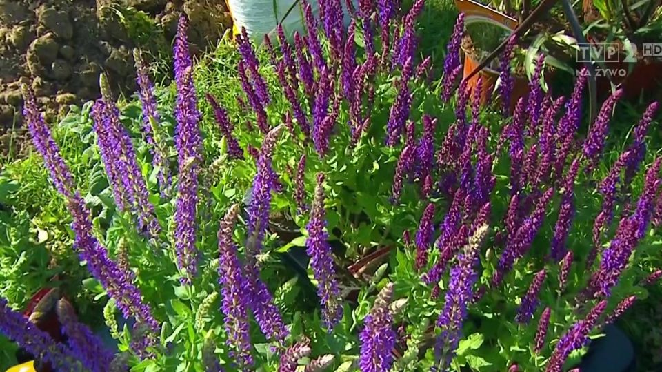 KOLOROWA RABATA W PRZYDOMOWYM OGRODZIE