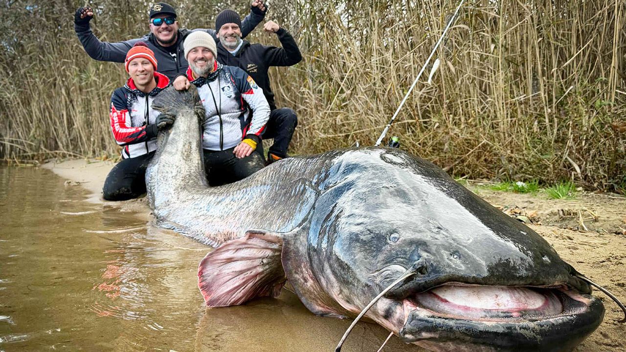 Największy sum na świecie złowiony w Polsce. rekord świata i polski w ...